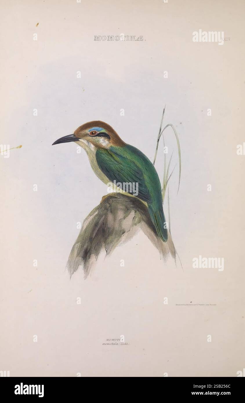 The, genera, of, birds, London, 1849, birds, behavior classification ...
