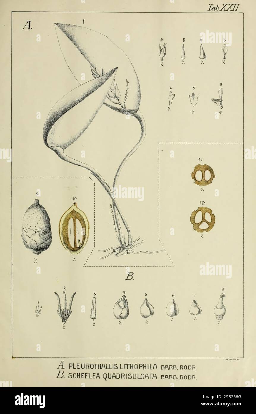 Contributions du Jardin botanique de Rio de Janeiro, Rio de Janeiro, L ...
