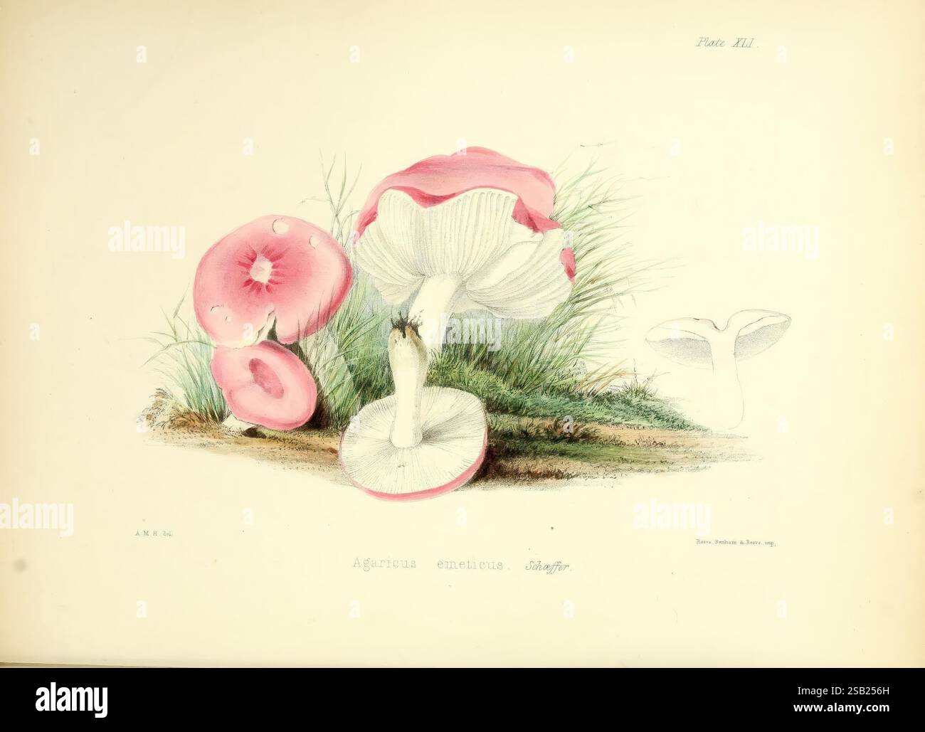 Illustrations of British mycology London Reeve, Benham and Reeve 1847 ...