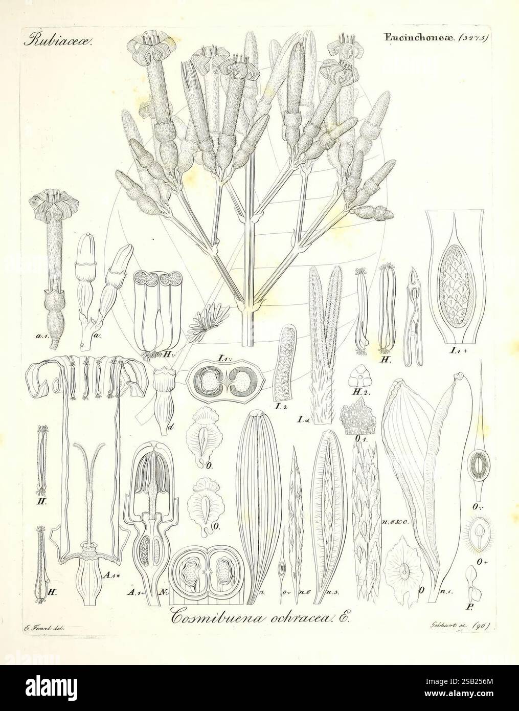 Individual floral organs hi-res stock photography and images - Alamy