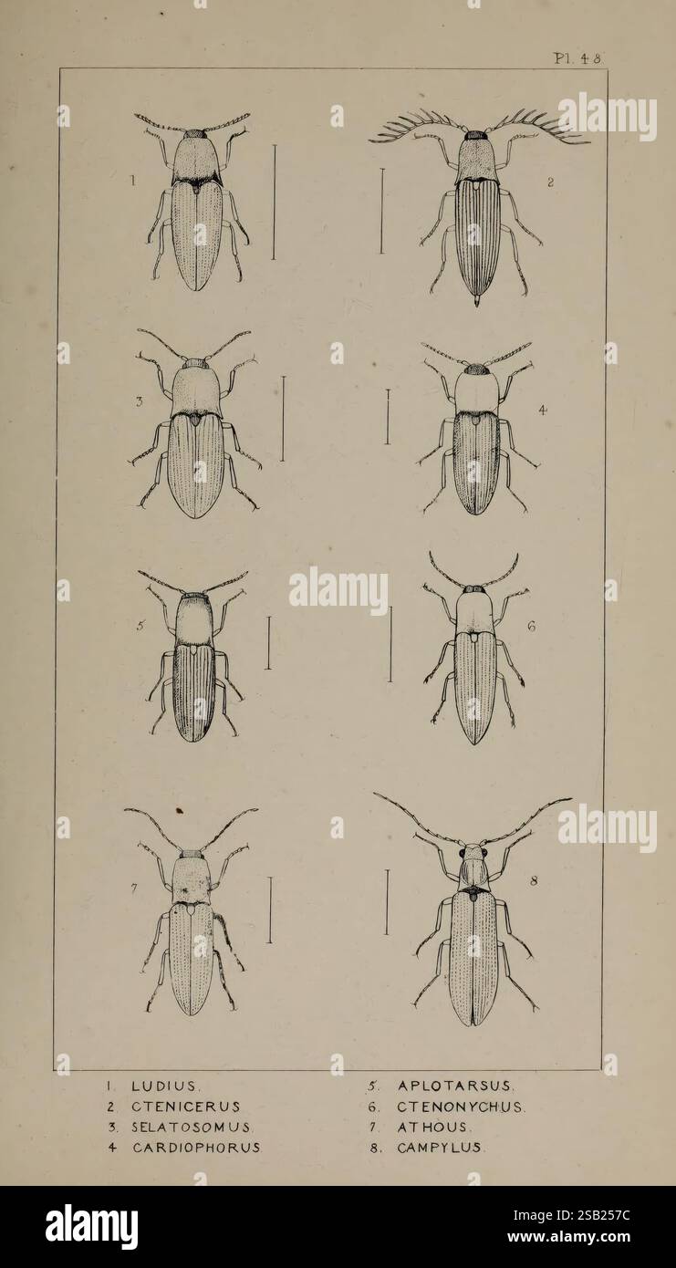 Atholus hi-res stock photography and images - Alamy