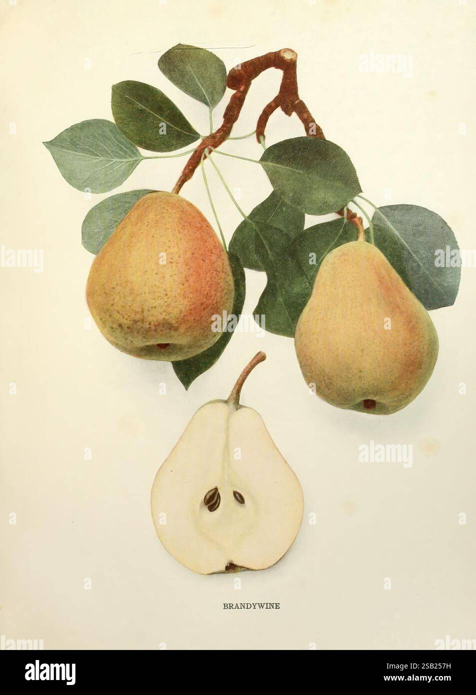 The pears of New York, Albany, Lyon, 1921, culture, Pyrus, Brandywine ...