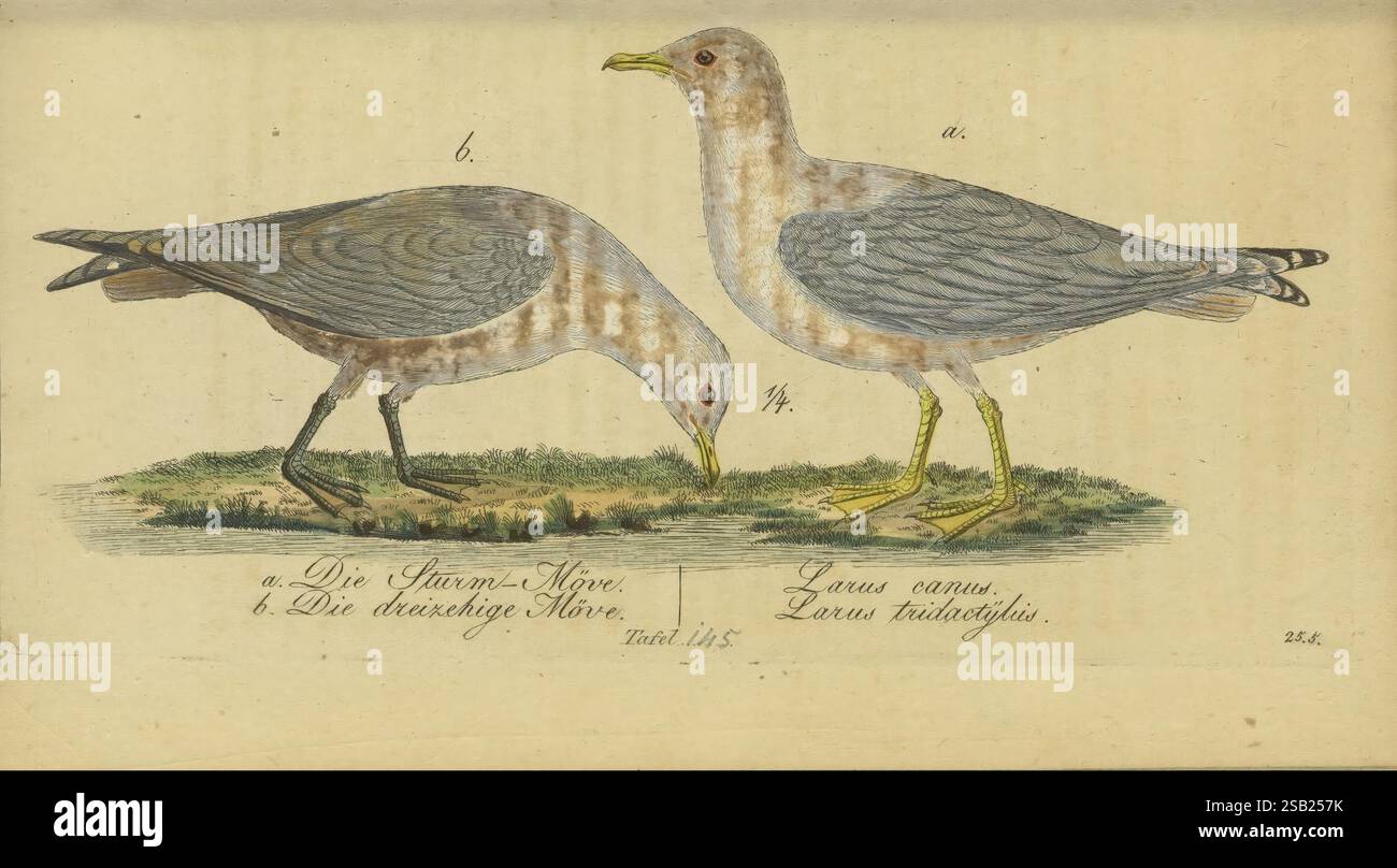 Showcases subtle details hi-res stock photography and images - Alamy