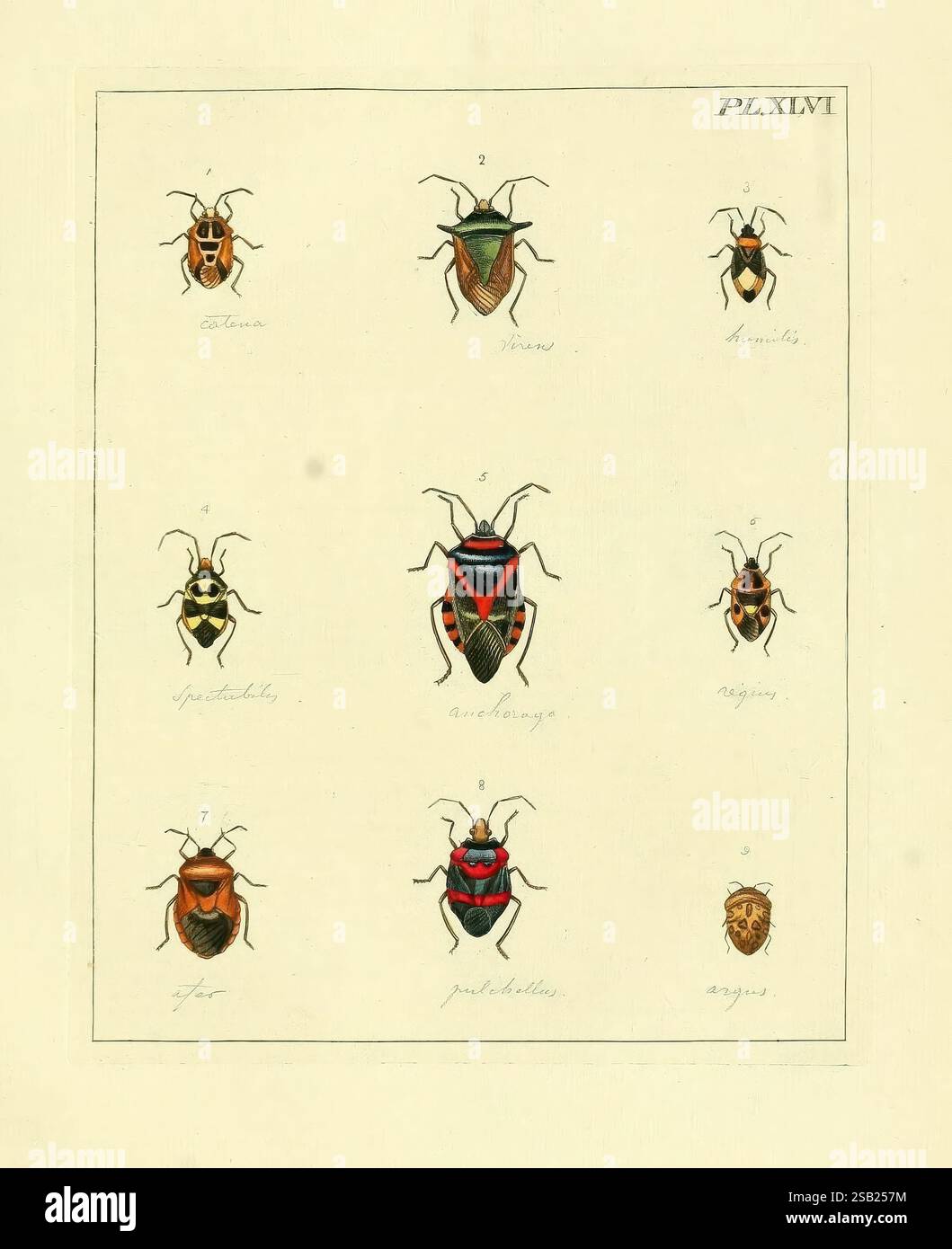 Top row features three insects hi-res stock photography and images - Alamy