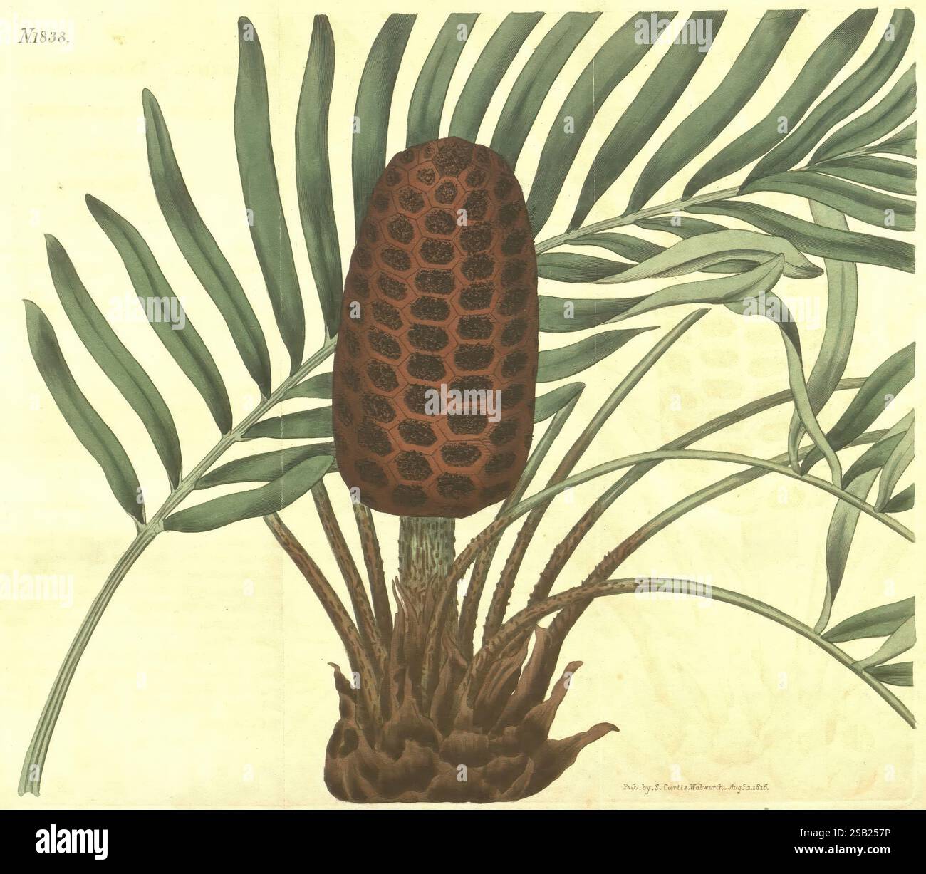 Family zamiaceae north america hi-res stock photography and images - Alamy