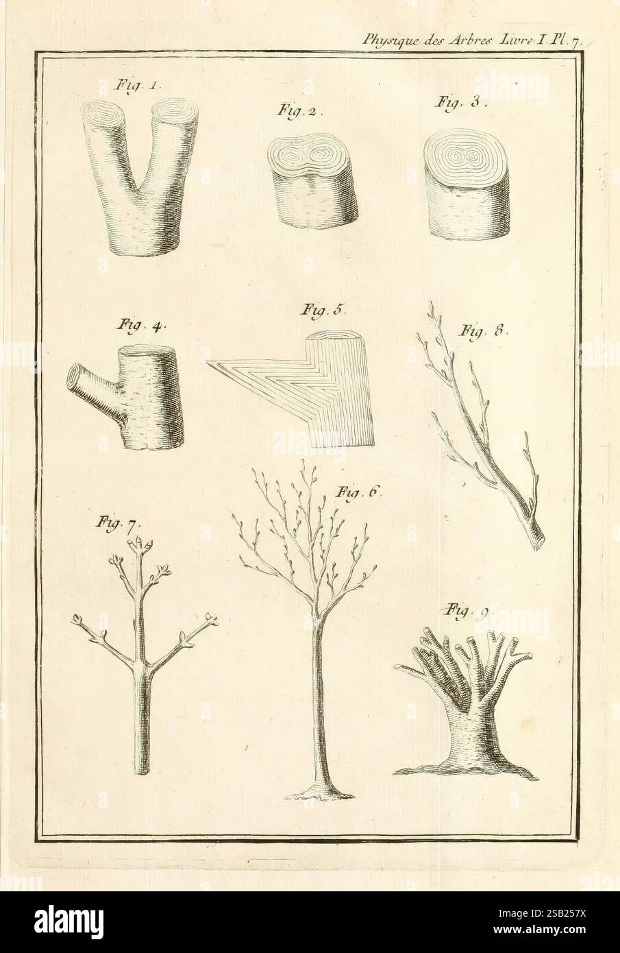 Stylized branch devoid hi-res stock photography and images - Alamy