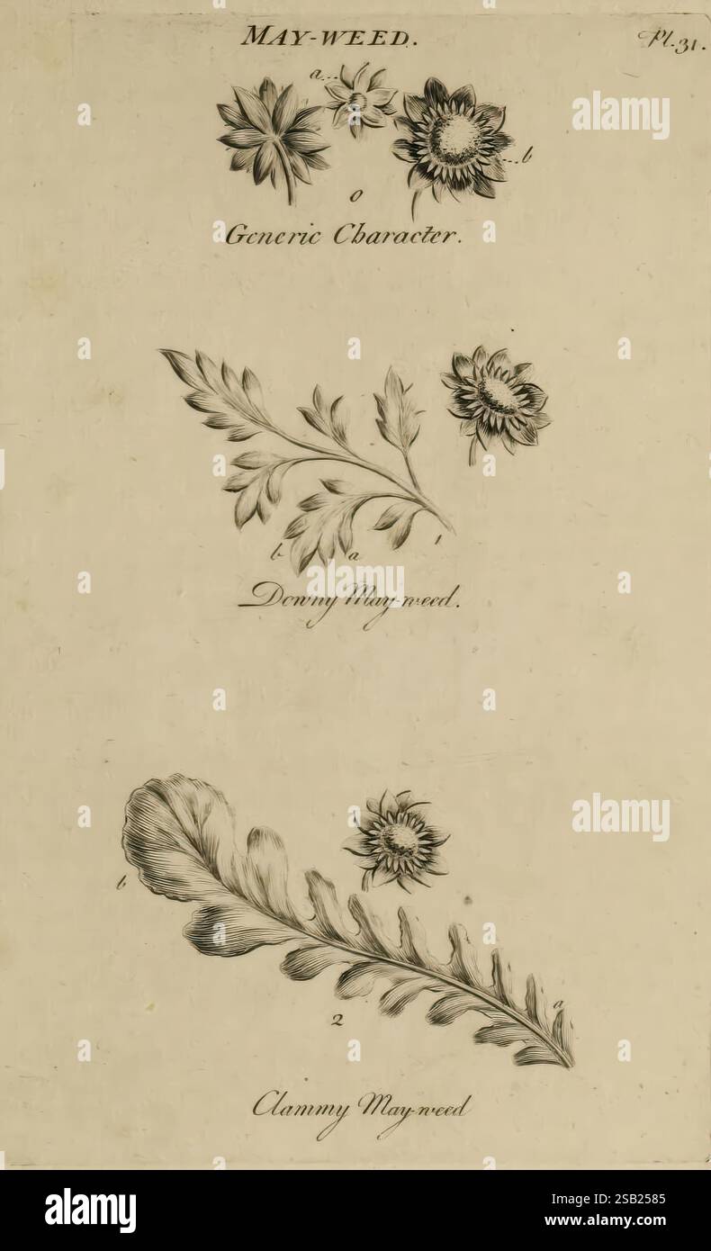 The Vegetable System London 1759-1763 Botany Pictorial Works, An ...