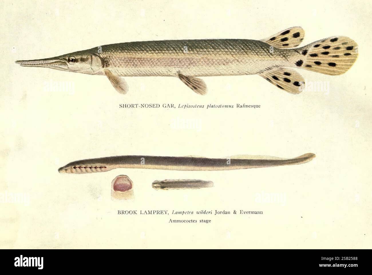 The fishes of Illinois, Springfield, Ill, Illinois State Journal Co ...
