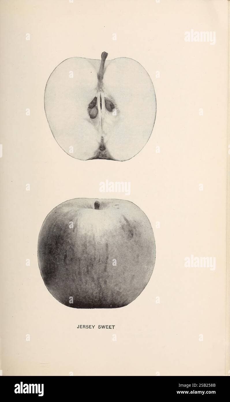 The apples of New York, Albany, J.B. Lyon, 1905, apples, fruit culture ...