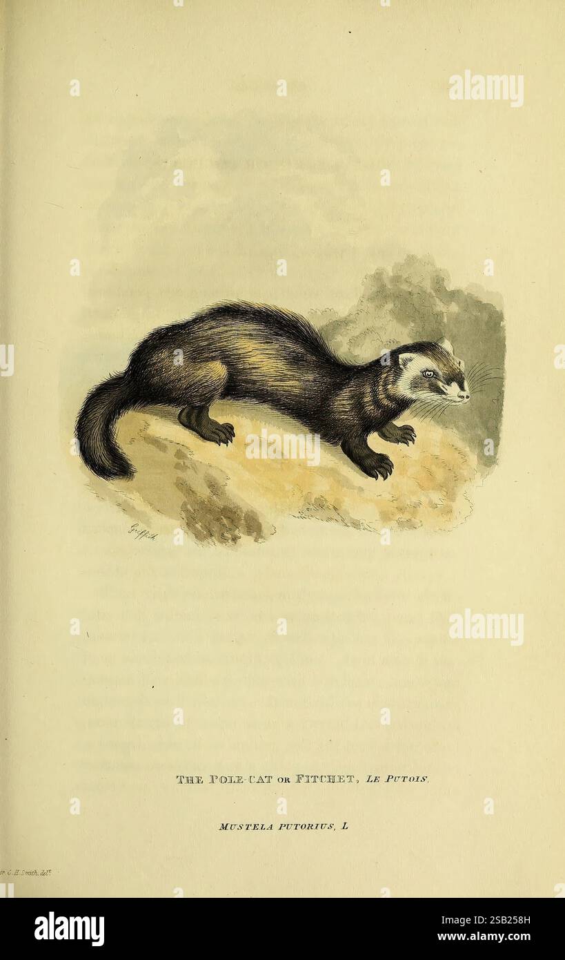 General and particular descriptions of the vertebrated animals, London ...