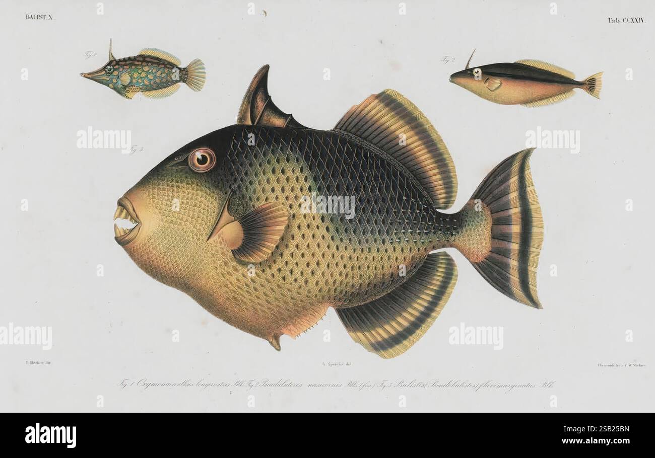 Illustrated classification of three distinct fish species hi-res stock ...