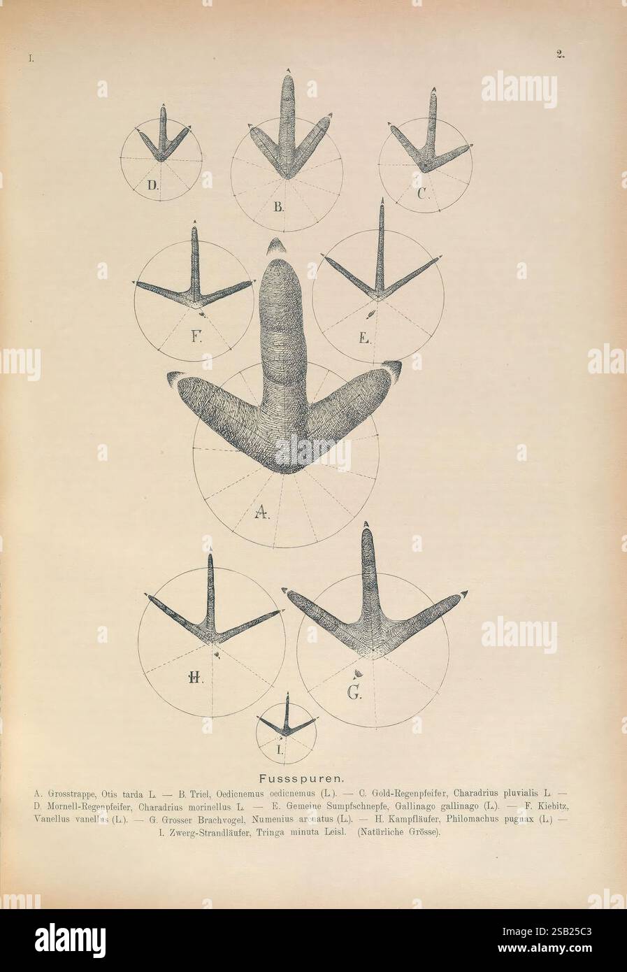 Naumann Naturgeschichte der Vögel Mitteleuropas v.1 Gera-Untermhaus F.E ...