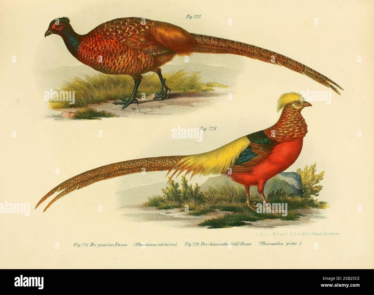 Male pheasant captivates hi-res stock photography and images - Alamy