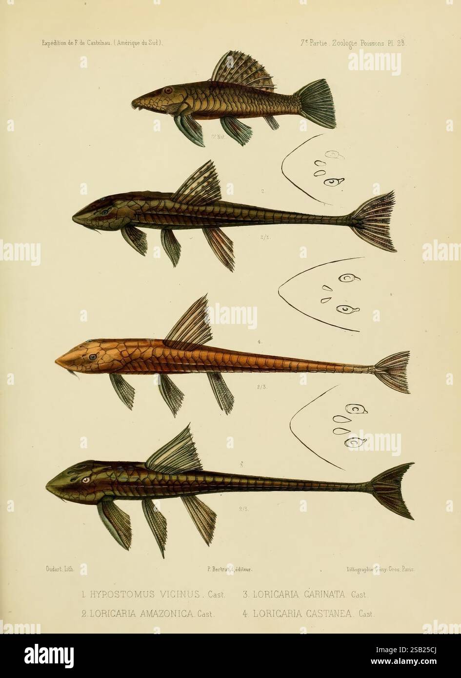Four distinct species of fish hi-res stock photography and images - Alamy