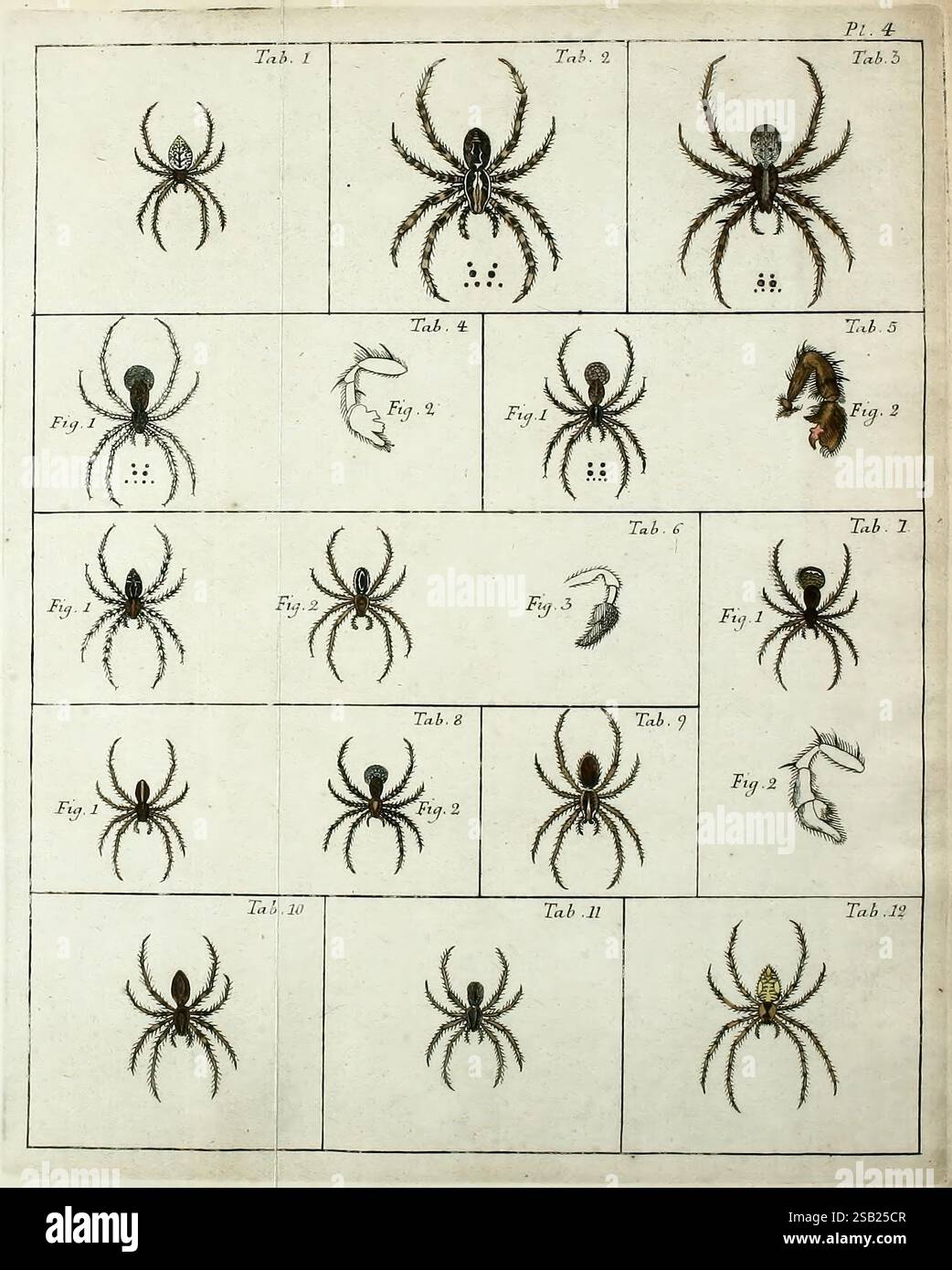 Insects nomenclature spiders stockholm sweden spider hi-res stock ...