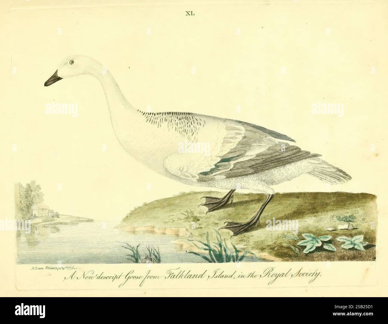Unique goose species hi-res stock photography and images - Alamy