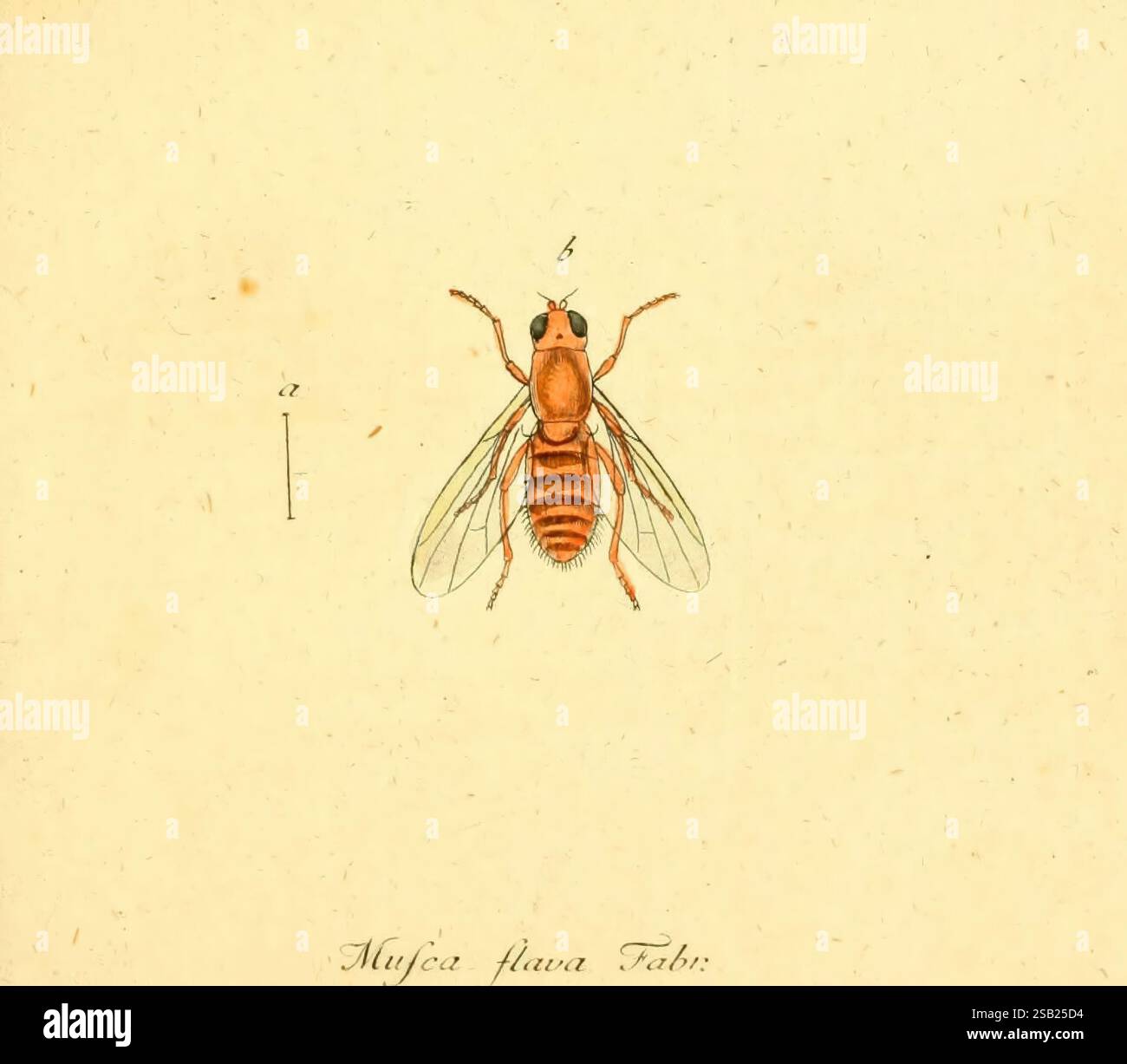 Fauna Germanica, Diptera, Nuremberg, s.n, between 1793 and 1805 ...