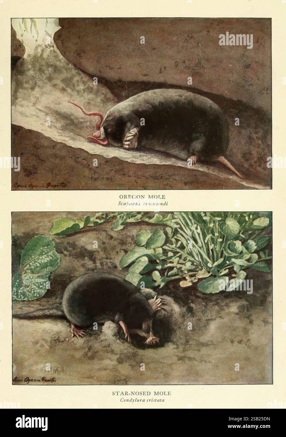 Moles distinct features hi-res stock photography and images - Alamy