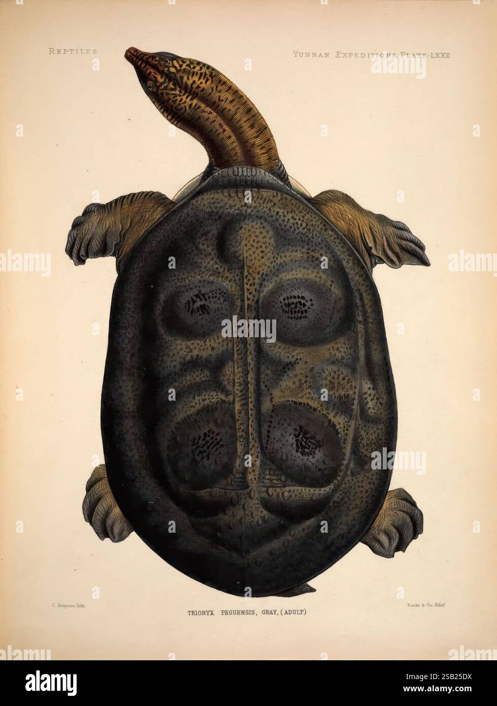 Trionyx peguensis hi-res stock photography and images - Alamy