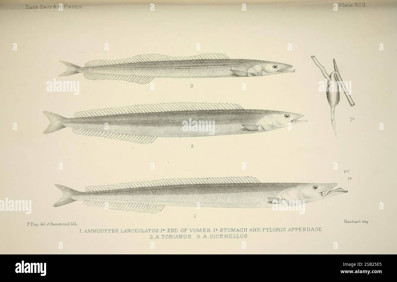 The fishes of Great Britain and Ireland Edinburgh Williams and Norgate ...