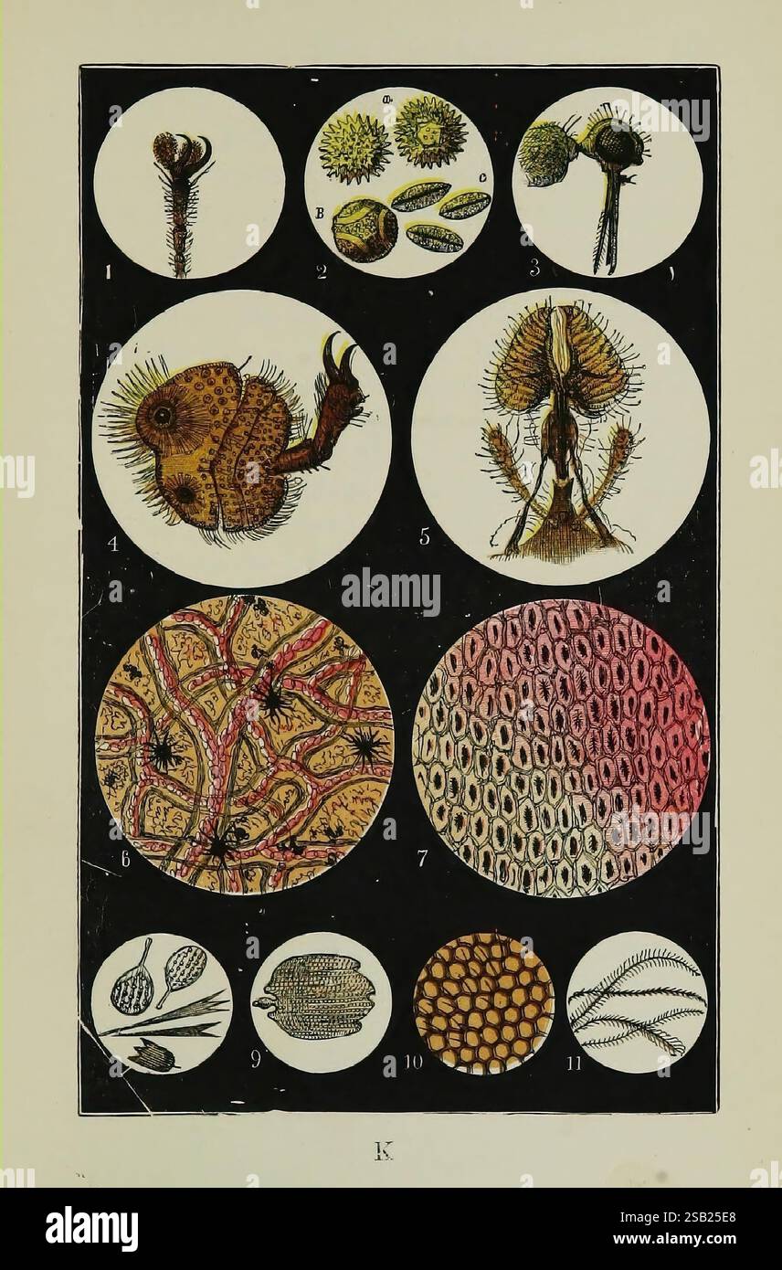 The common objects of the country, London, George Routledge and Sons ...