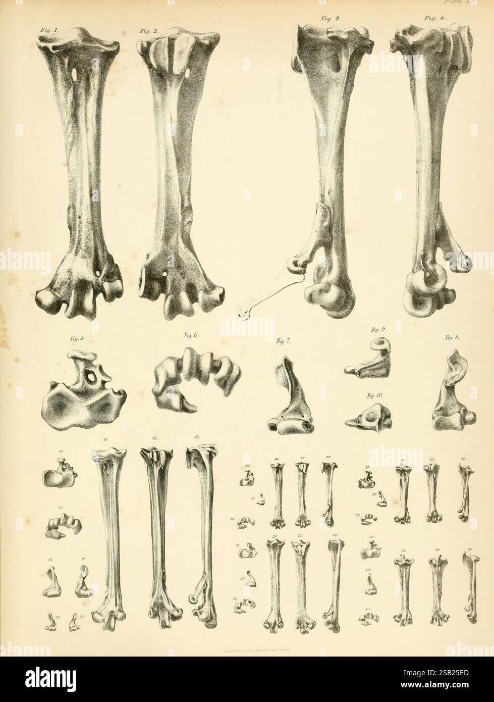 The dodo and its kindred, London, Reeve, Benham, and Reeve, 1848 ...