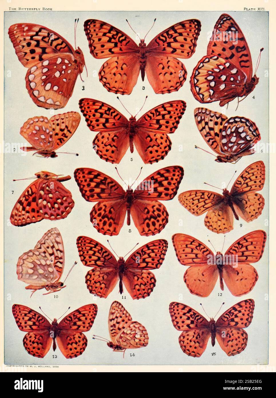 Beauty of entomological illustrations hi-res stock photography and ...