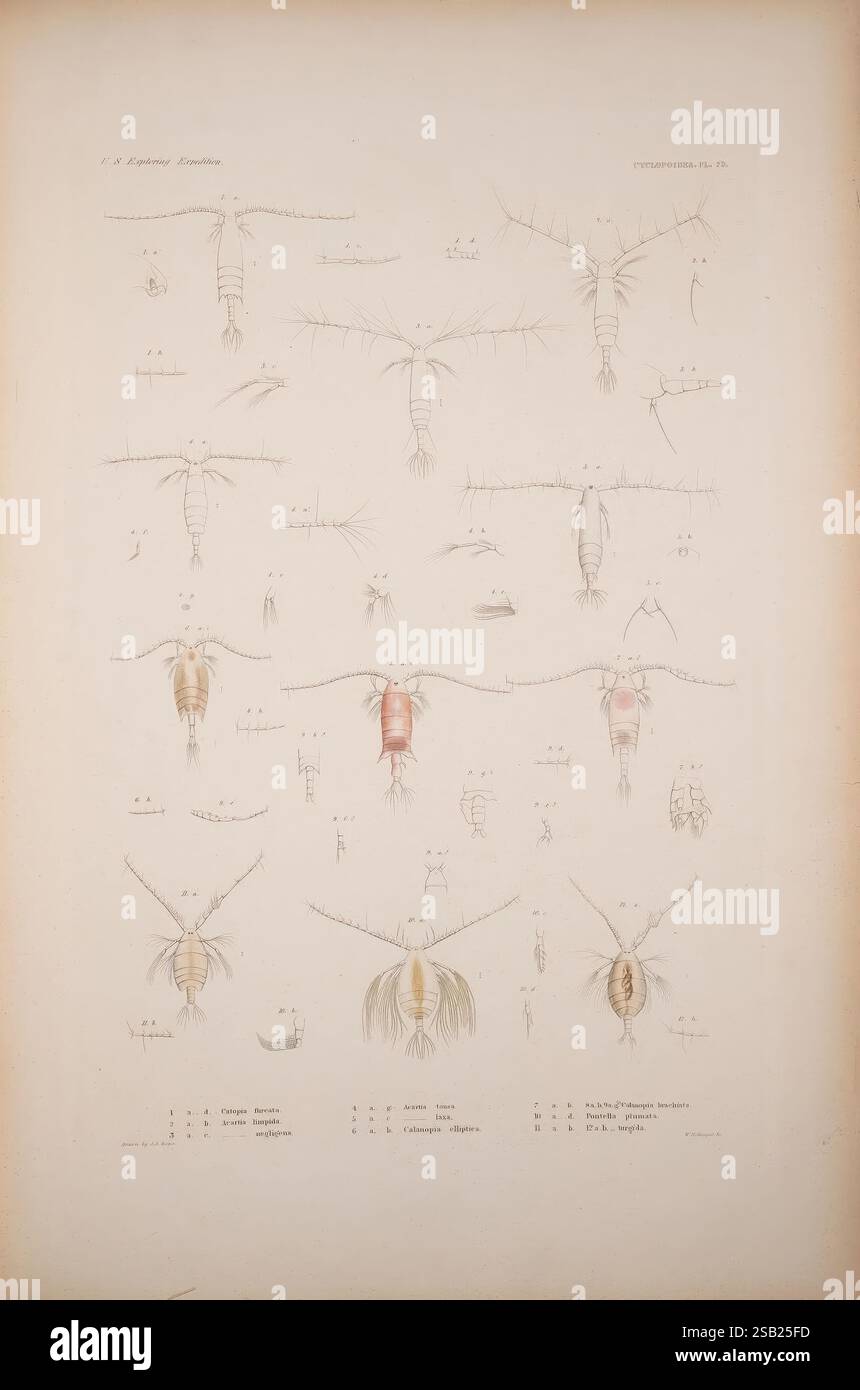 Specific crustacean anatomy hi-res stock photography and images - Alamy