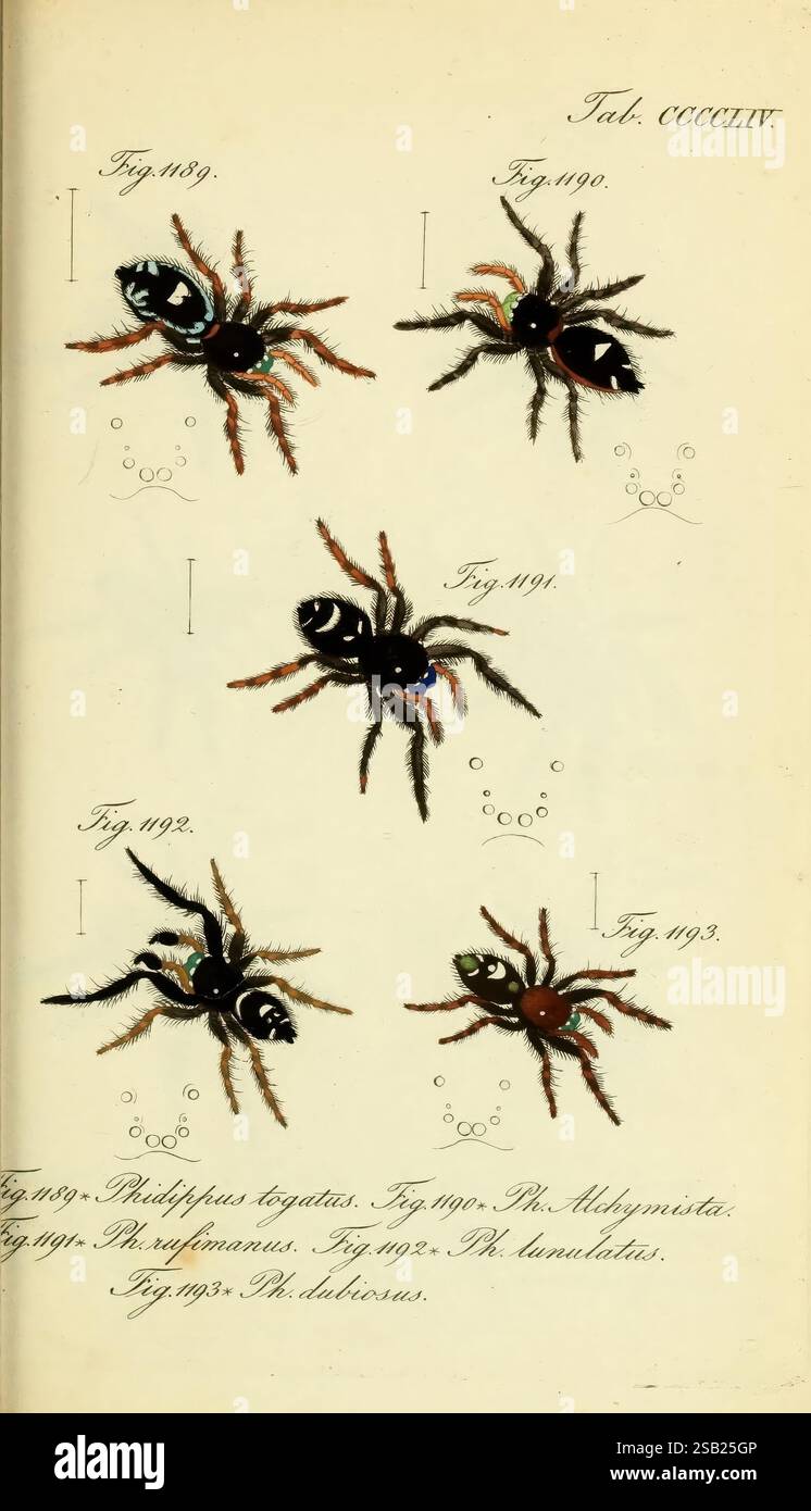 Demonstrating distinct physical characteristics hi-res stock ...