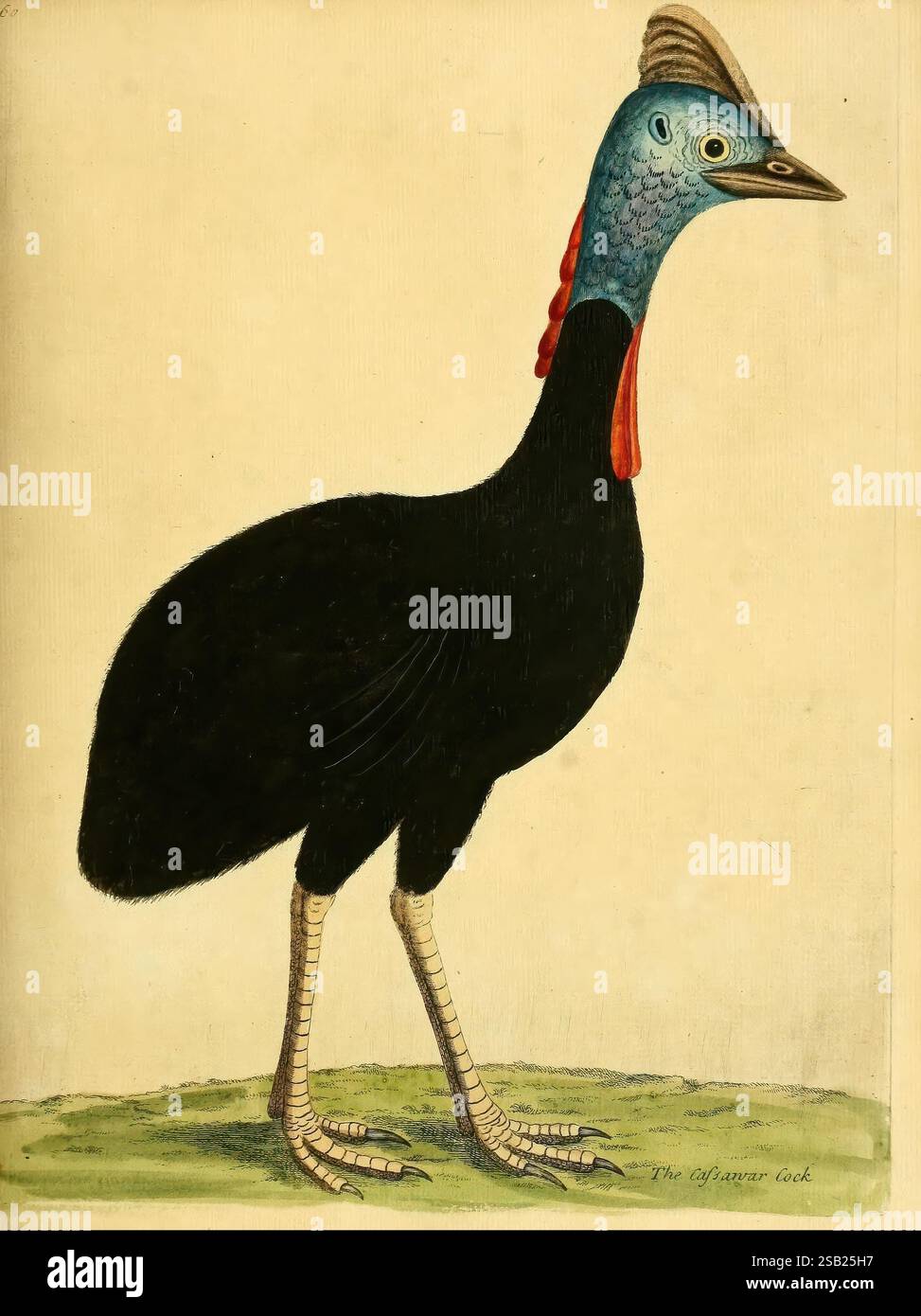 Southern cassowary striking blue neck hi-res stock photography and ...