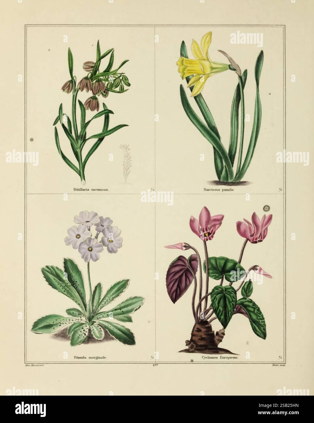 The botanic garden, London, Simpkin & Marshall, 1825, botany ...