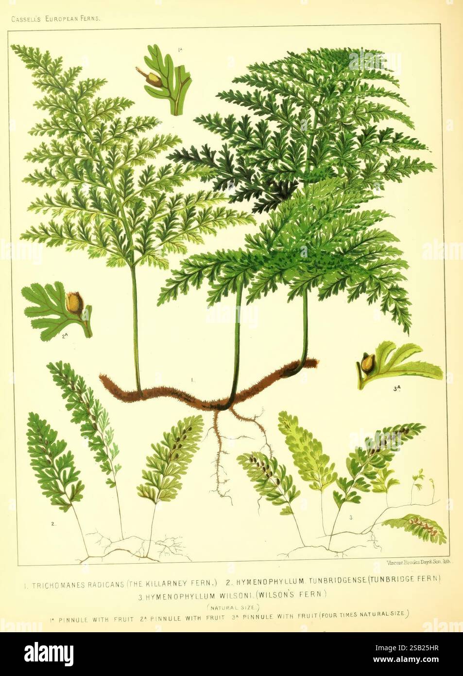 European ferns, Petter, Galpin & Co, 1879-1881, Europe, ferns, botany ...