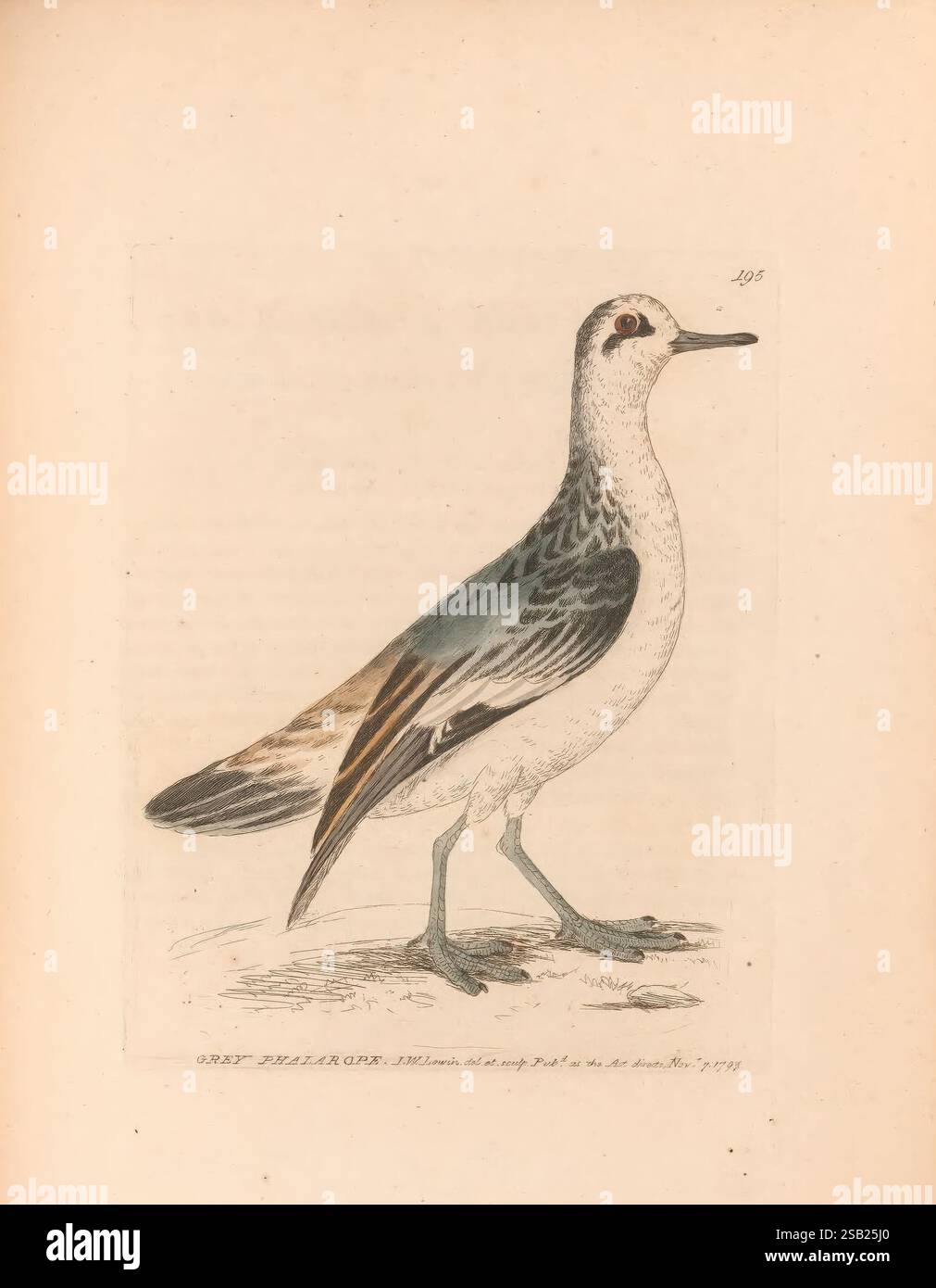 The birds of Great Britain, 1795-1801, Museum of Comparative Zoology ...