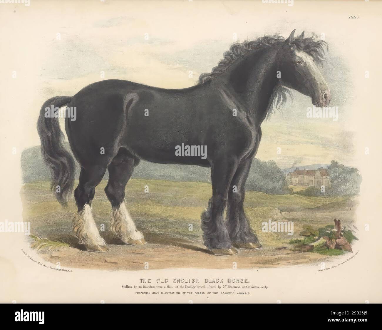 The, breeds, of, the, domestic, animals, of, the, British, Islands ...