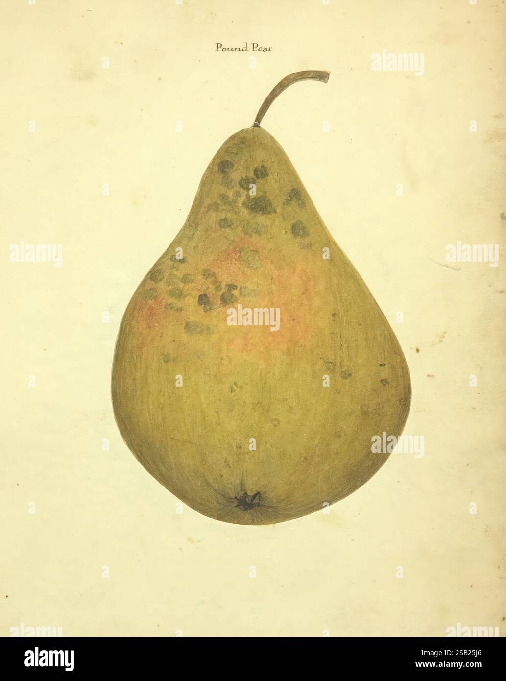 Slender stem protruding hi-res stock photography and images - Alamy