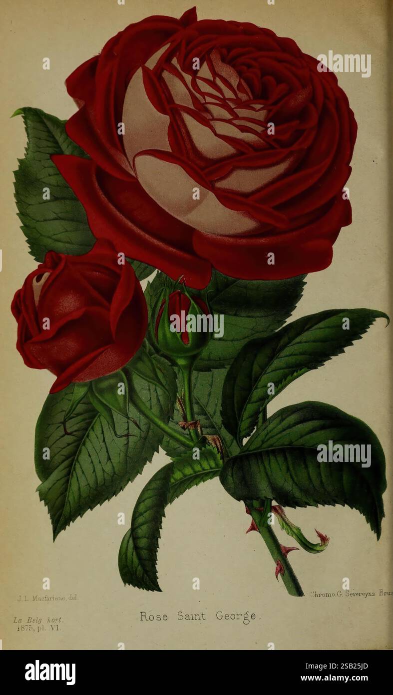 Alongside two smaller hi-res stock photography and images - Alamy