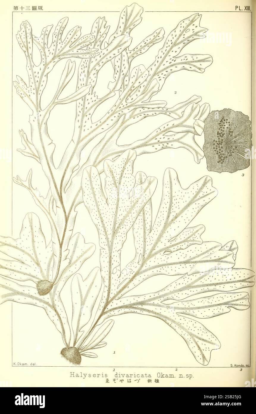 Icones of Japanese algae, Tokyo, Kazamashobo 1907-1942, algae, botany ...