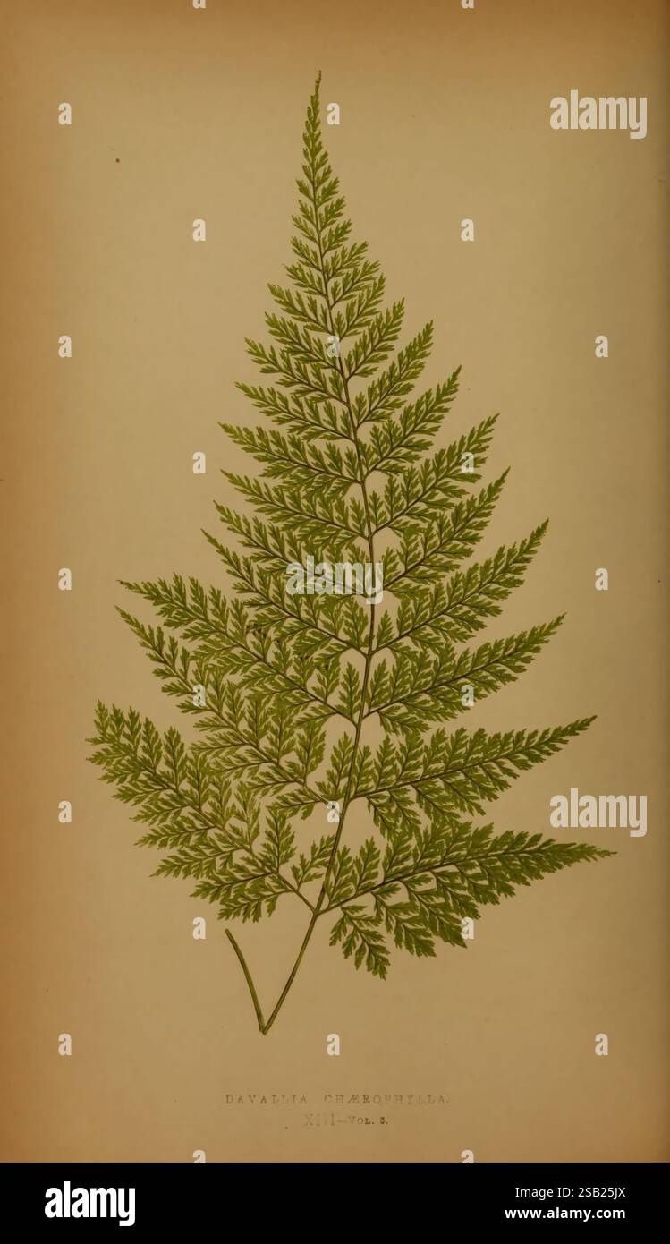 Ferns, British, exotic, 1856-60, ferns, A delicate illustration of a ...