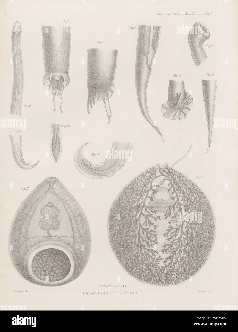 Emphasizing various anatomical features hi-res stock photography and ...