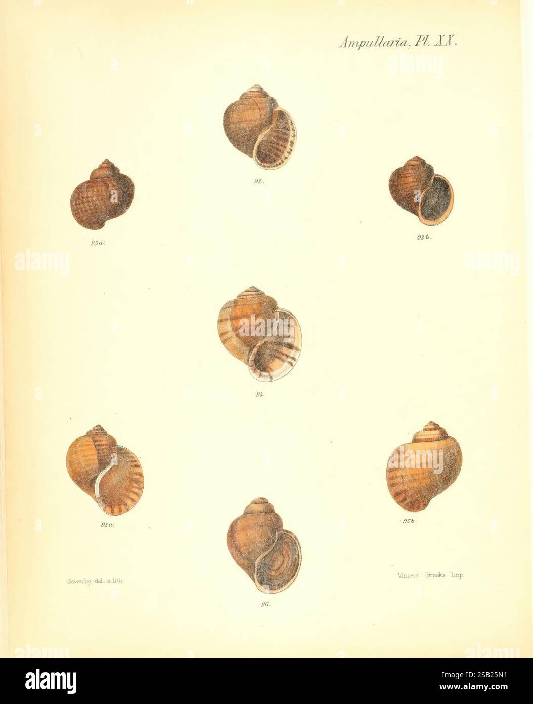 Conchologia iconica, or Illustrations of the shells of molluscous ...