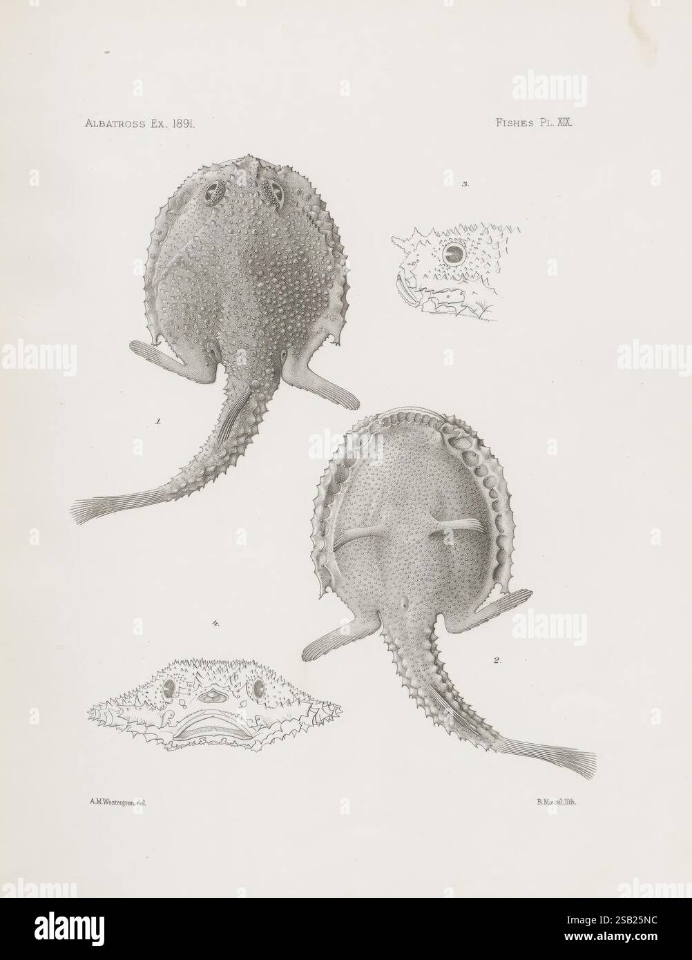 Creatures facial characteristics hi-res stock photography and images ...