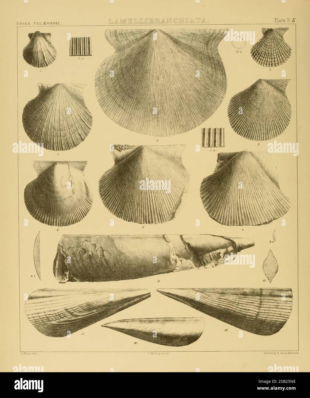 A synopsis of the classification of the British Palæozoic rocks London ...