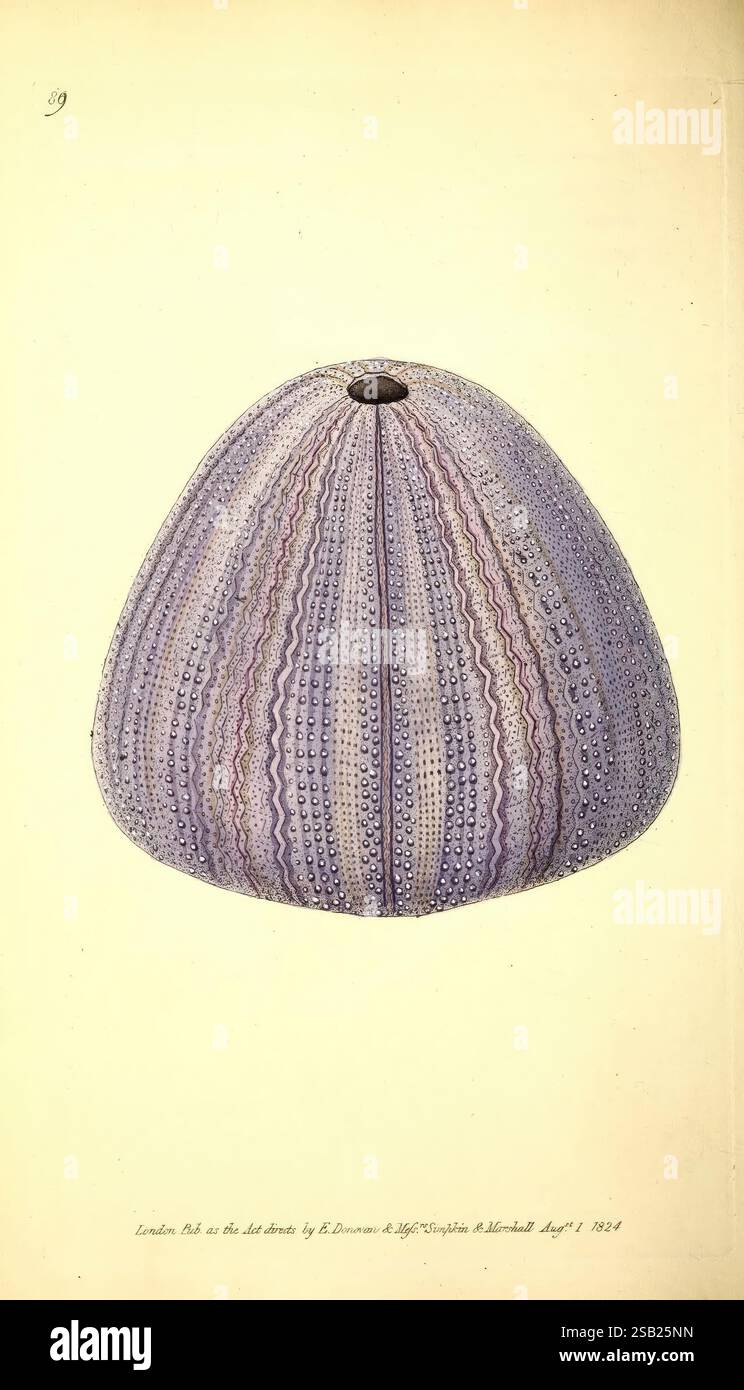 Sea urchins unique anatomy hi-res stock photography and images - Alamy