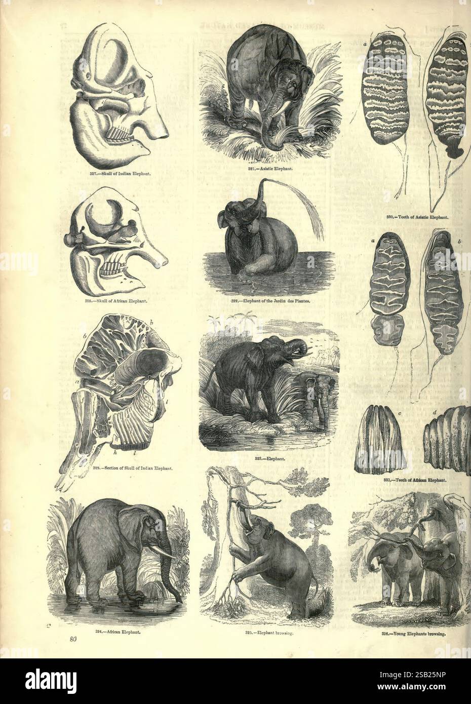 African Elephant Skull Drawing 3D Printable African Forest Elephant