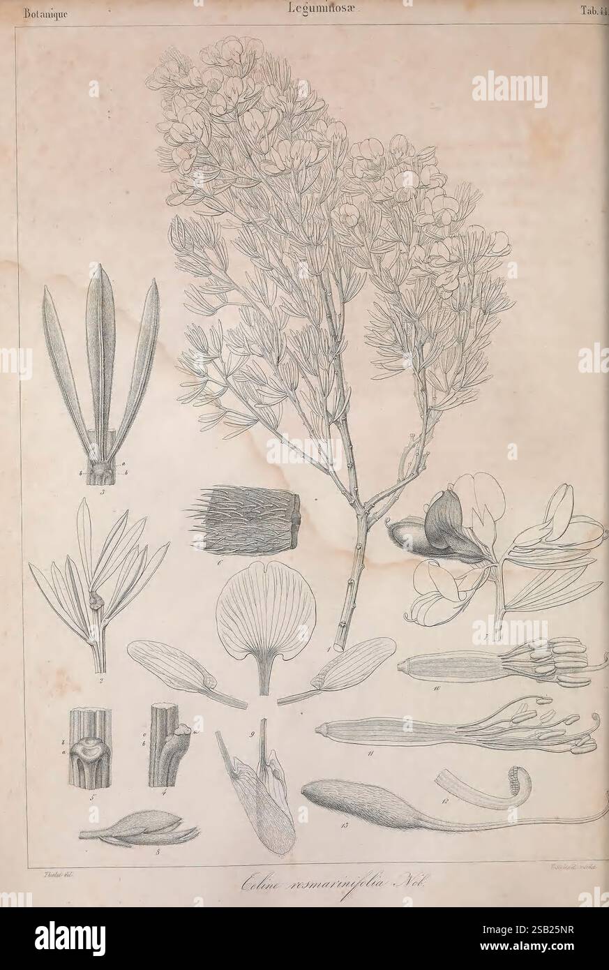 Histoire naturelle des Iles Canaries, Paris, Béthune, éditeur, 1836 ...