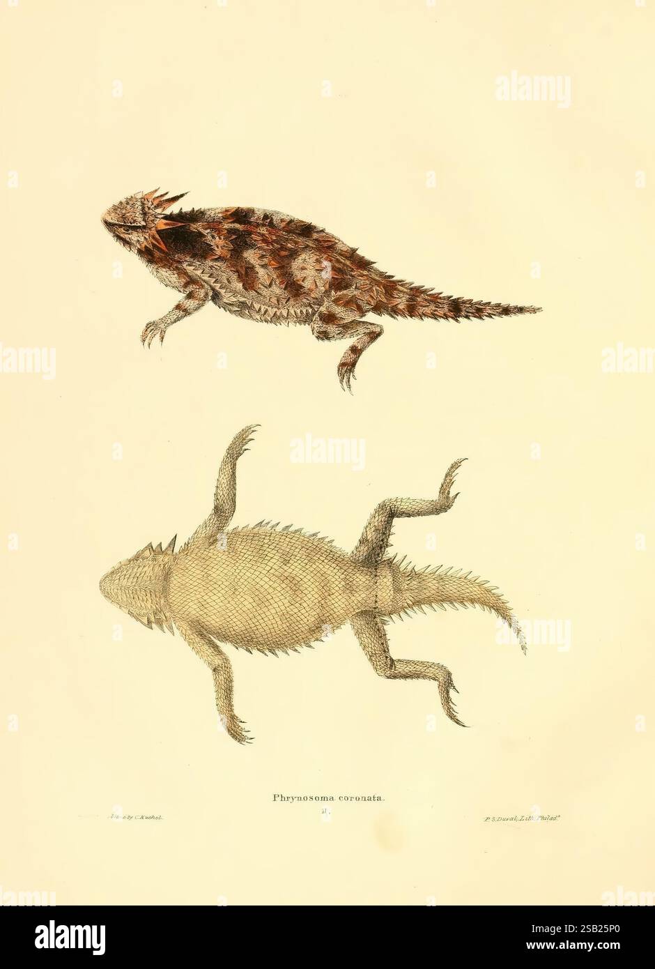 Distinctive spiny texture hi-res stock photography and images - Alamy