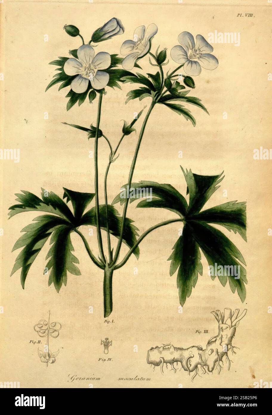 American Medical Botany, Boston: Cummings and Hilliard, 1817-1820 ...