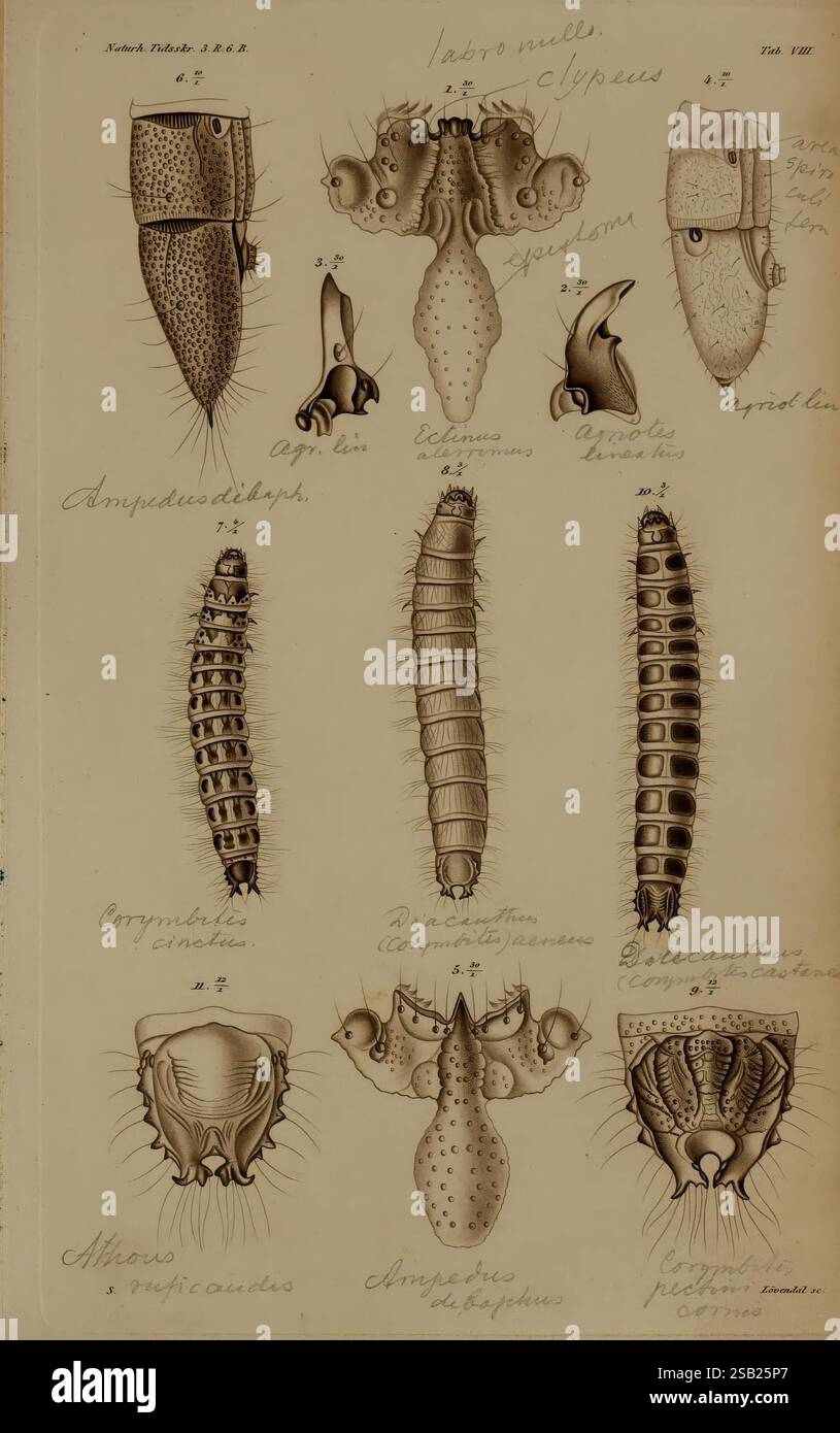 Bug insect book details hi-res stock photography and images - Alamy