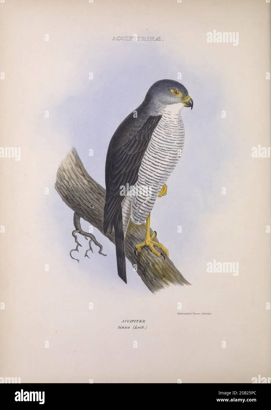 The genera of birds, 1849, birds, behavior classification, pictorial ...