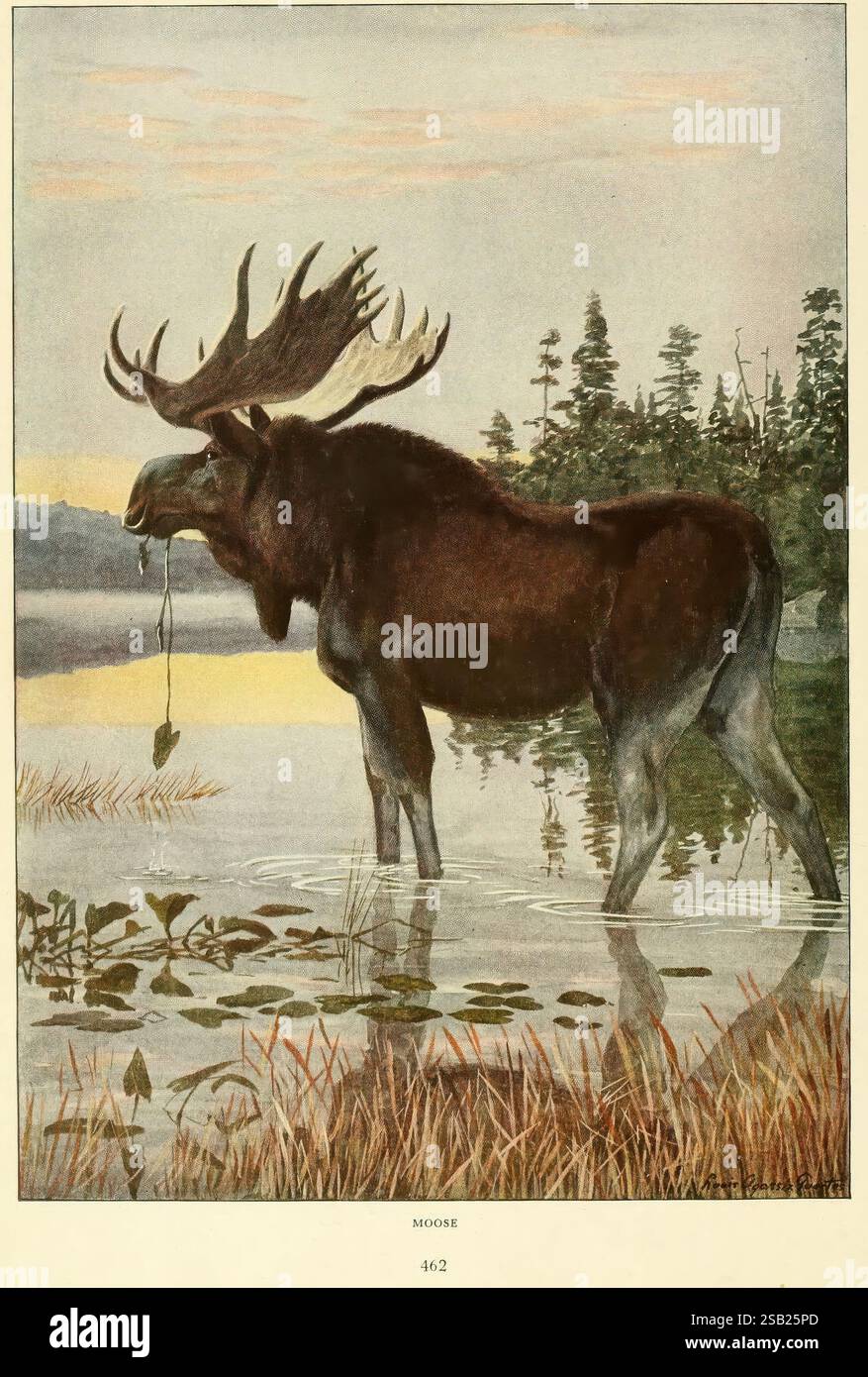 Arthropod moose edward william nelson louisa gassiz fuertes hi-res ...